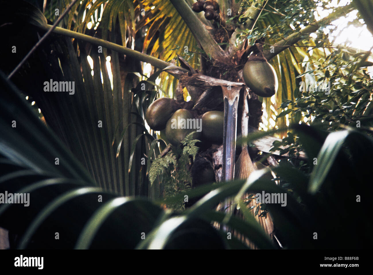 Coco de mer, symbol of the Seychelles, with pronounced female and male ...