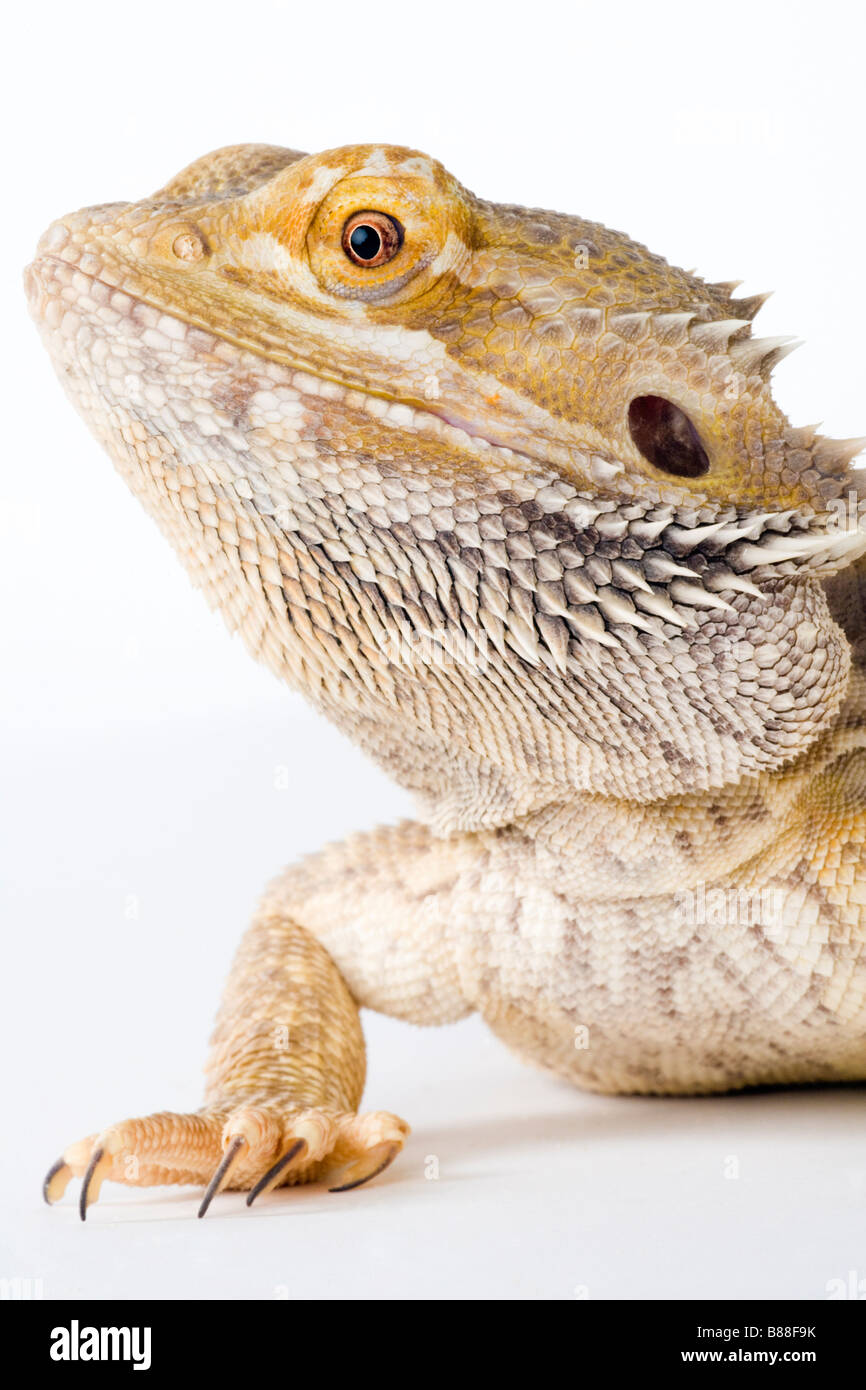 Beautiful bearded dragon Stock Photo - Alamy