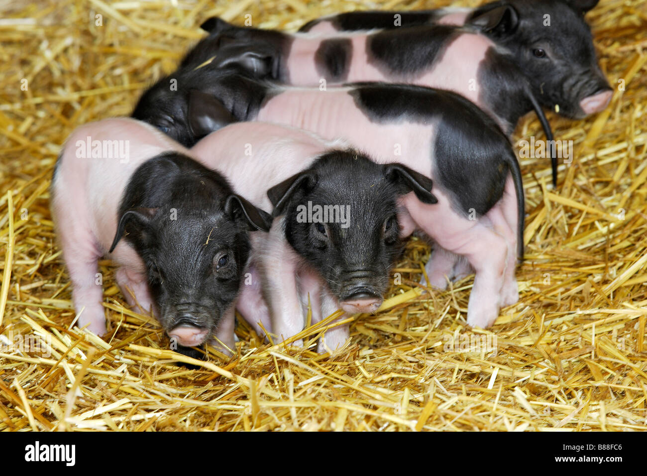Domestic Pig (Sus scrofa domestica), breed: Basque Pig, 4 day old ...