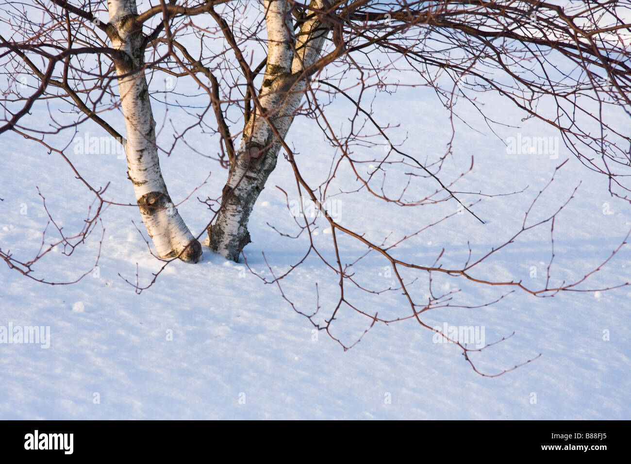 Birch trees in winter hi-res stock photography and images - Alamy