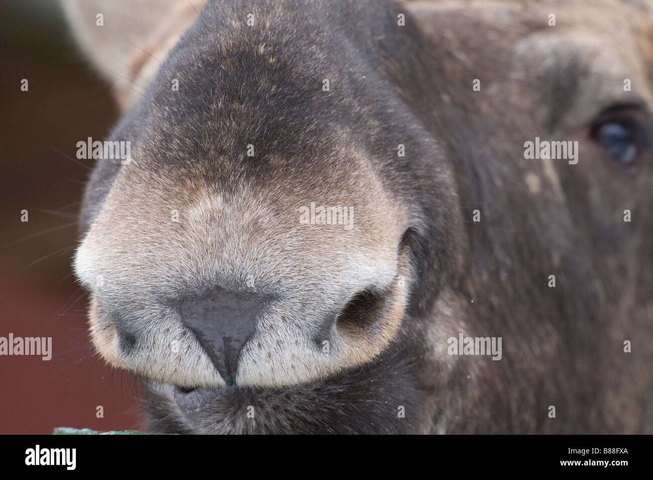 Moose Muzzle High Resolution Stock Photography and Images - Alamy