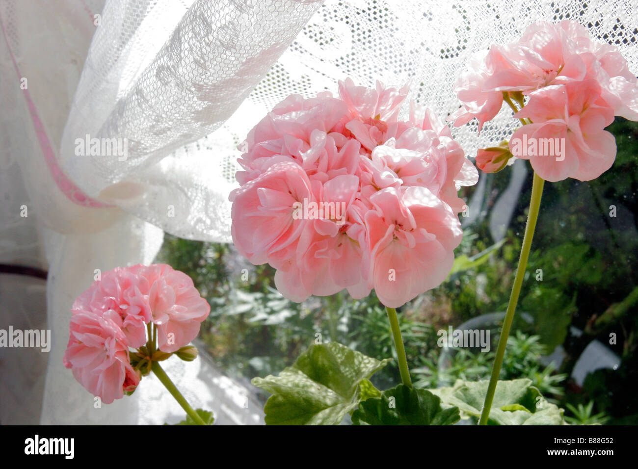 Pink roses in a window Stock Photo - Alamy