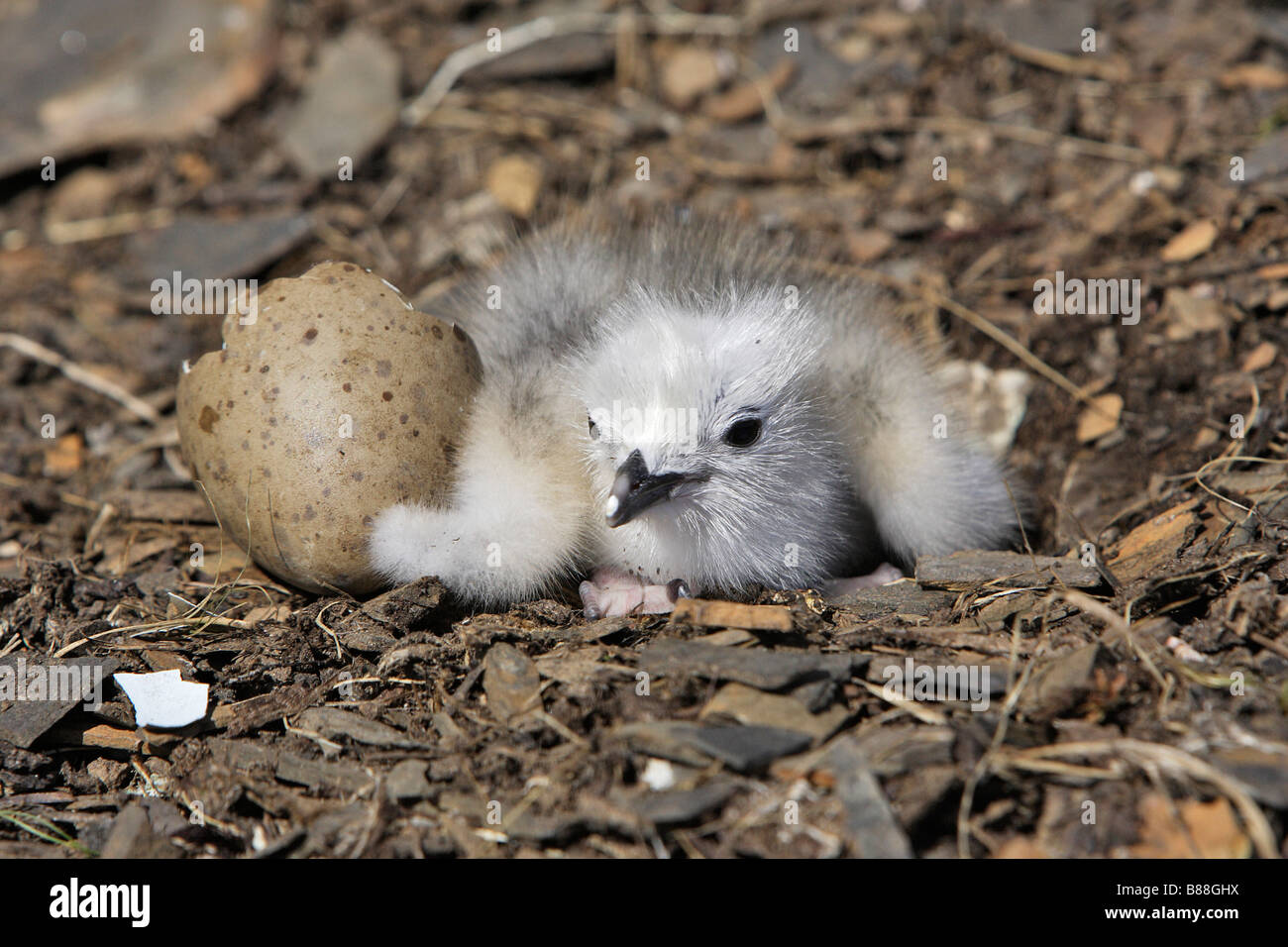 Black-legged Kittiwake (Rissa tridactyla). Newly hatched chick with ...