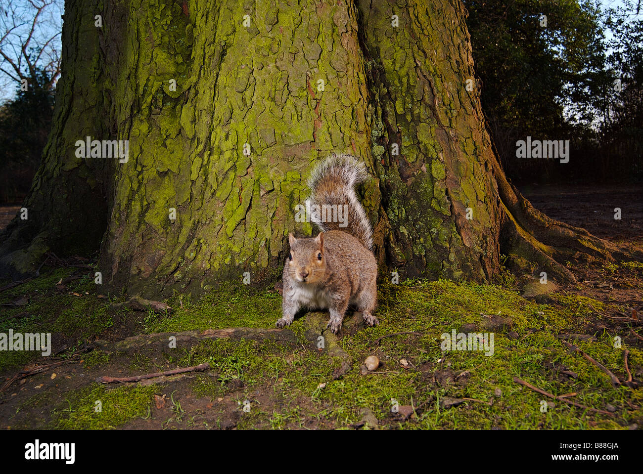 Surprised squirrel hi-res stock photography and images - Alamy