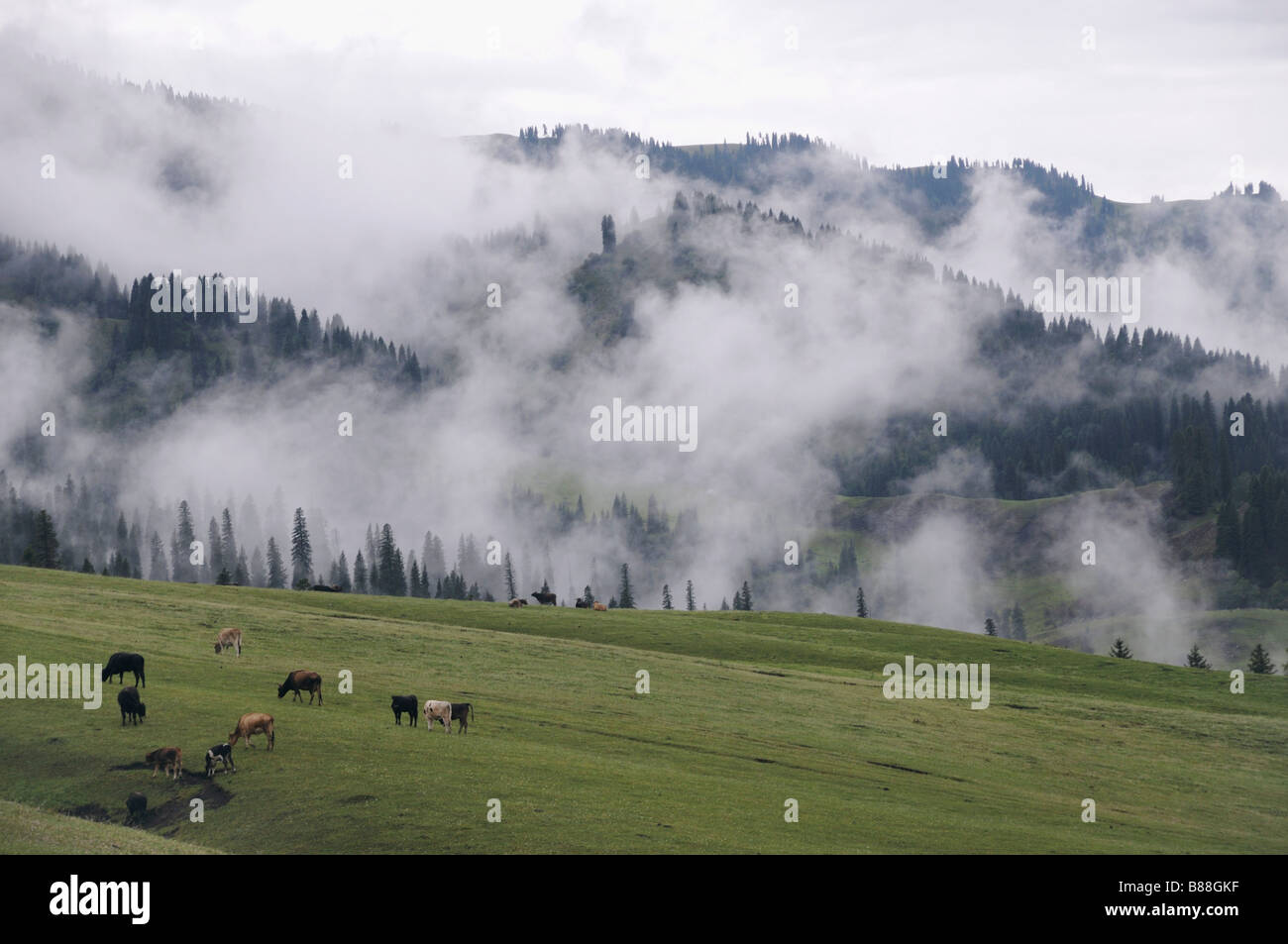 Nalati grassland hi-res stock photography and images - Alamy