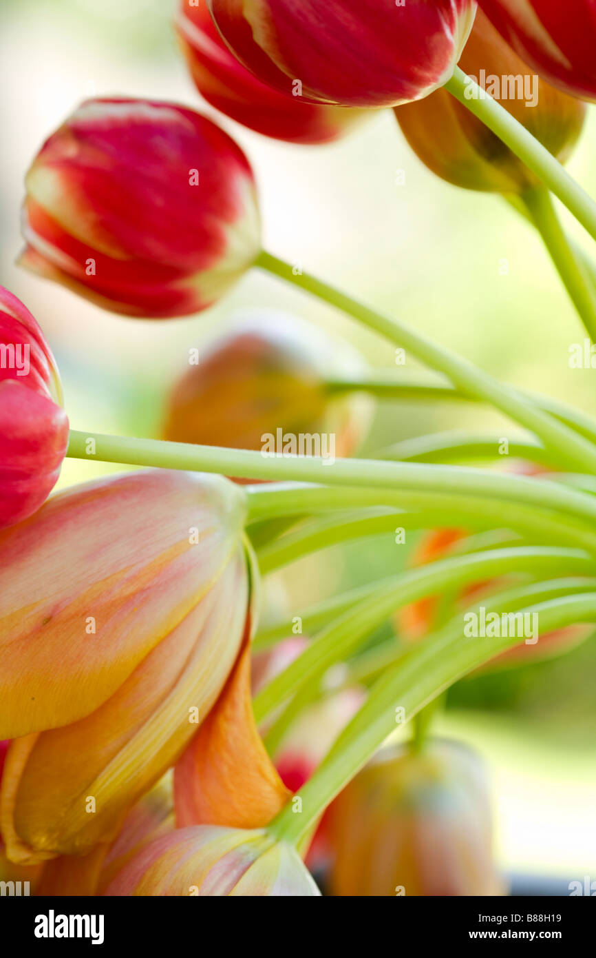 Detail of tulips Stock Photo - Alamy