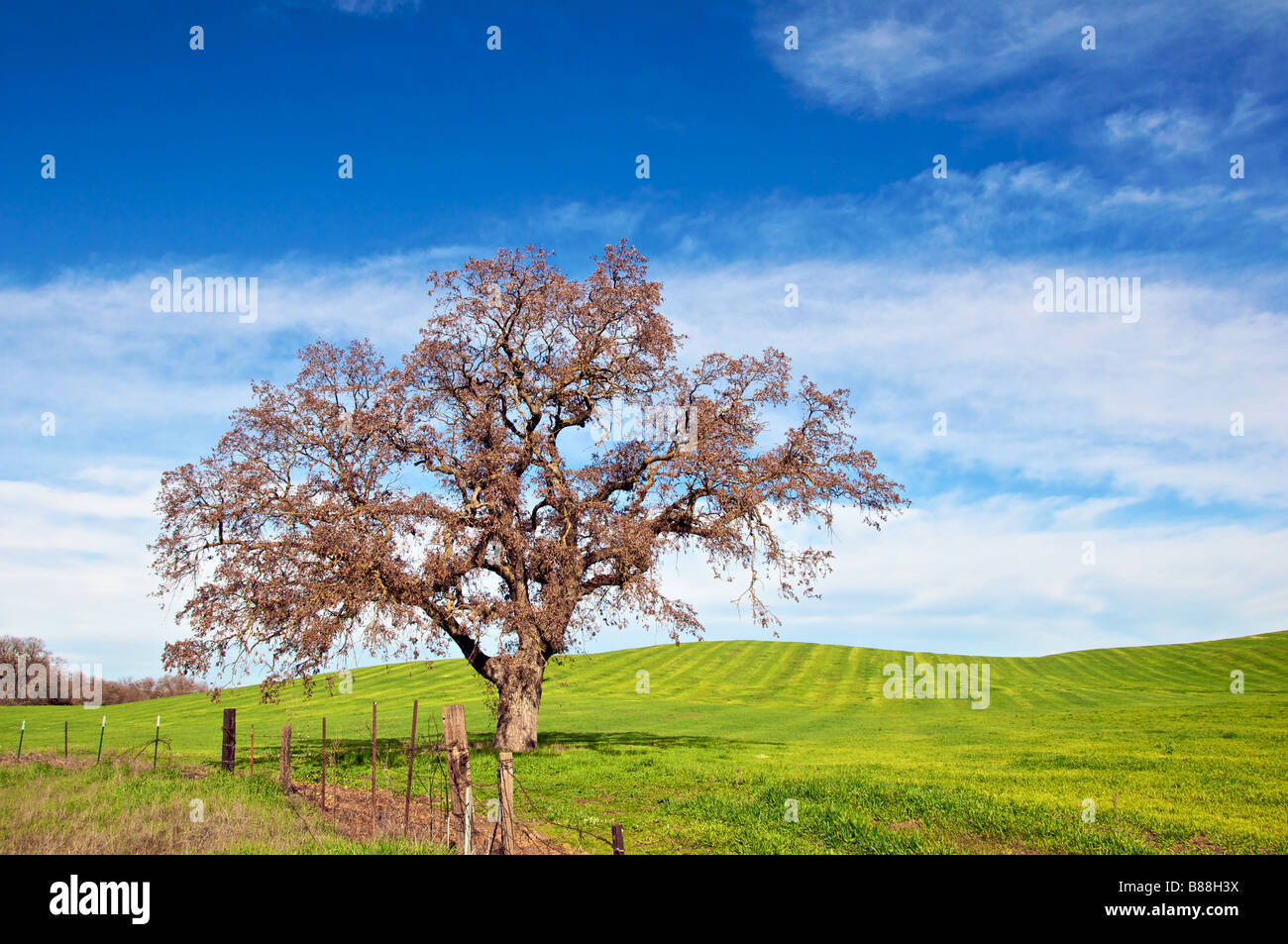 An oak tree in the California foothills between Modesto, CA and ...