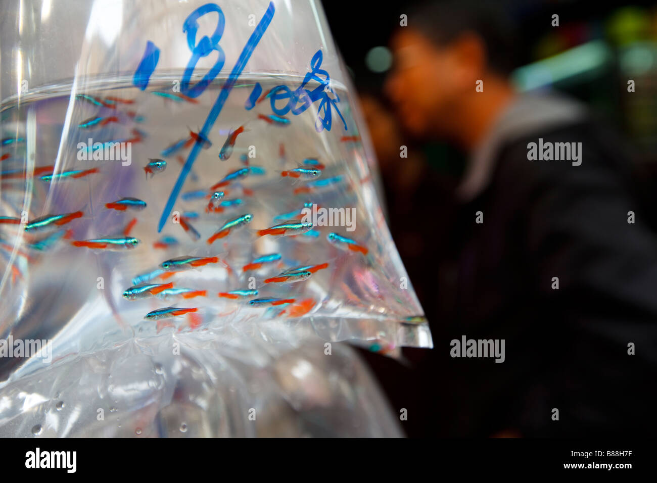 Tung Choi Street [otherwise known as "Fish Street"] is located in ...