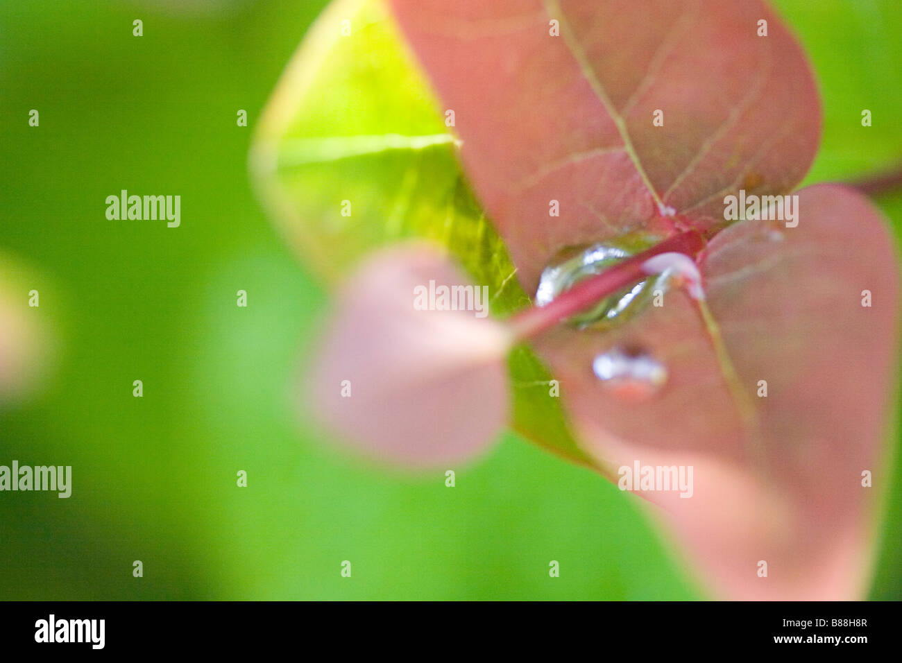 Hypericum leaves foliage hi-res stock photography and images - Alamy