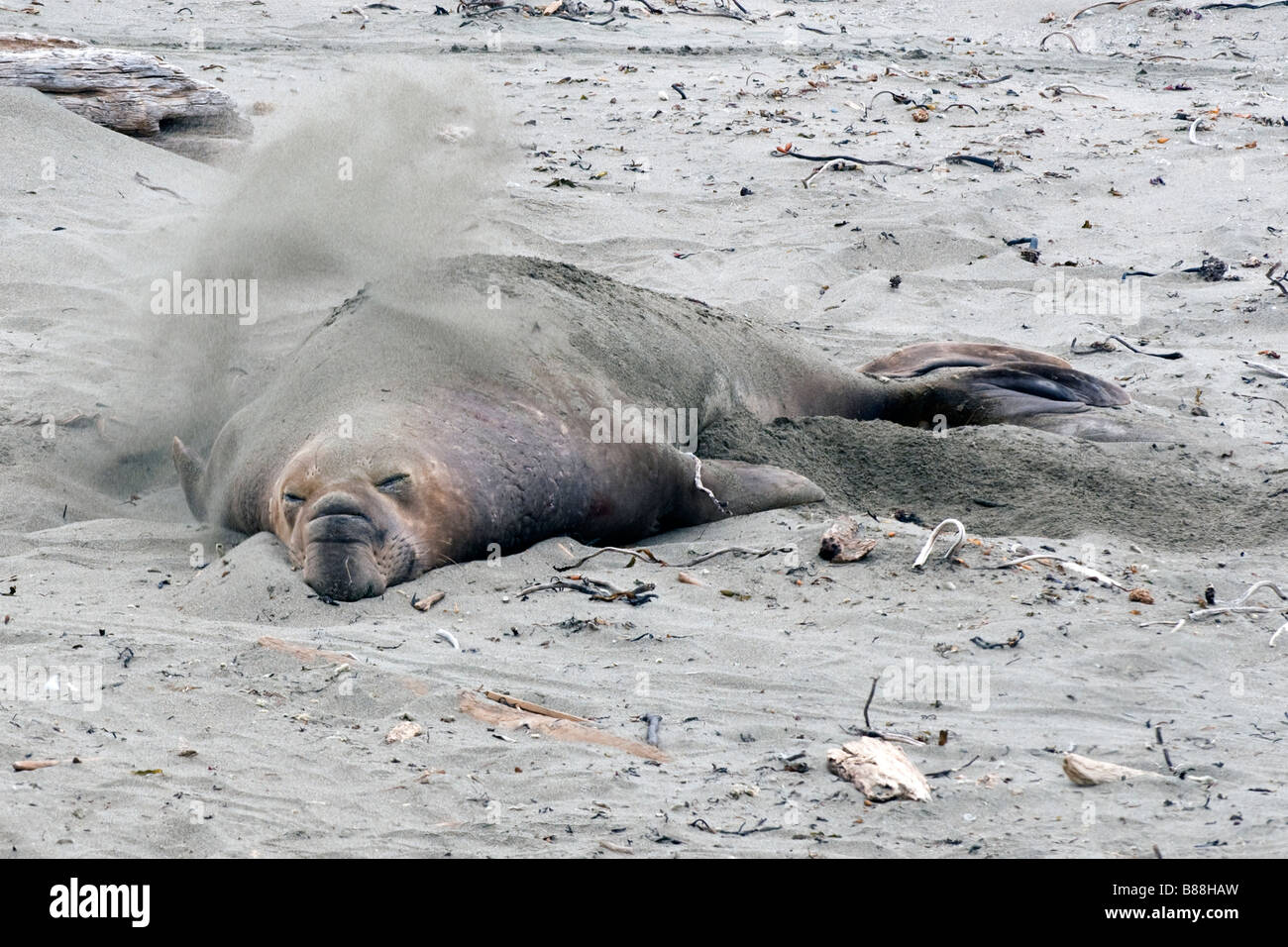 Fin footed mammal hi-res stock photography and images - Alamy