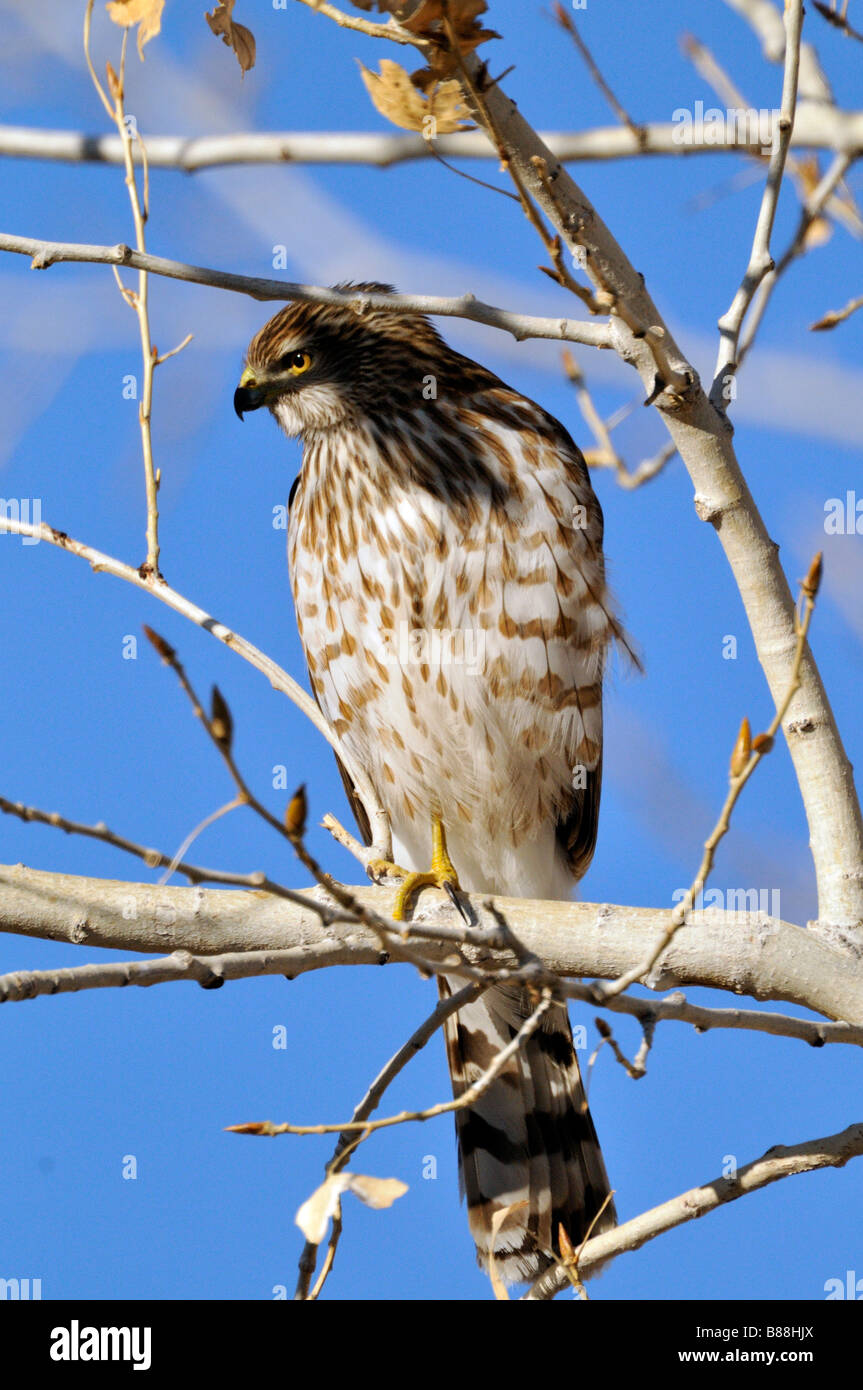 Migratory hawk hi-res stock photography and images - Alamy