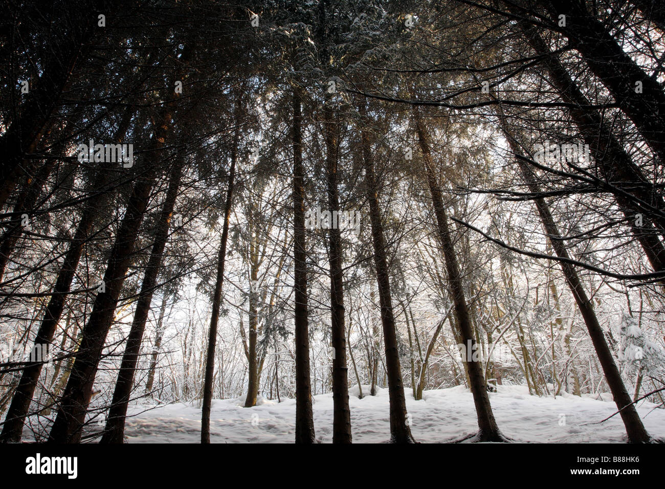 high contrast image of forest in winter time Stock Photo - Alamy