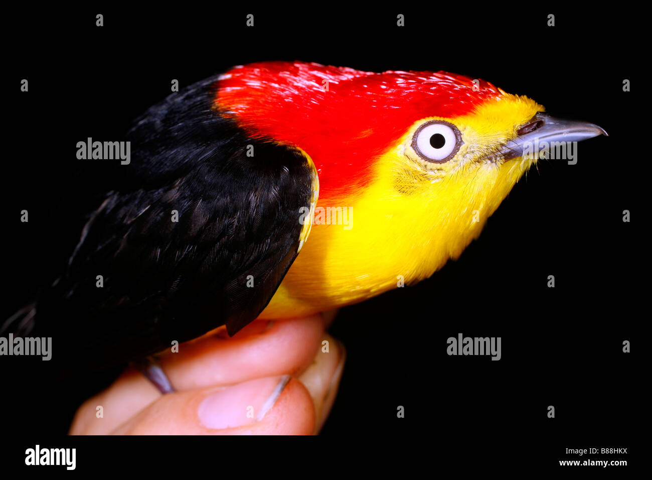 Wire-tailed Manakin (Pipra filicaudata Stock Photo - Alamy