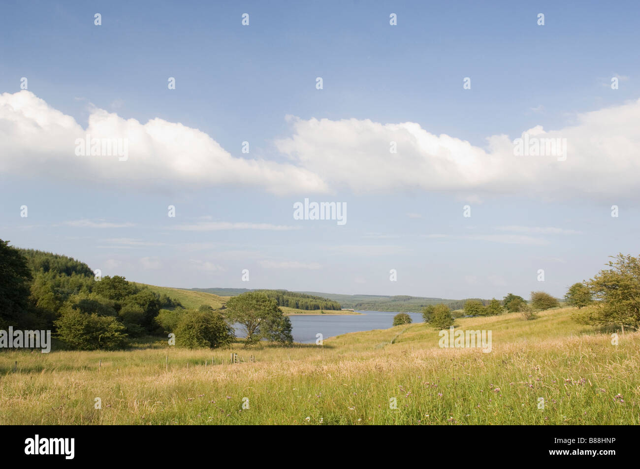 A meadow by Stocks Reservoir in the Forest of Bowland Area of ...