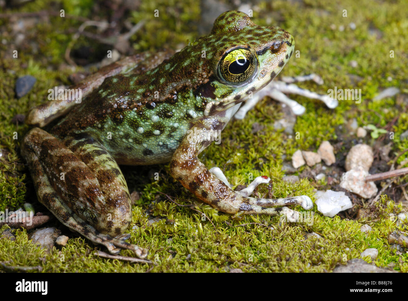 Amolops species.a frog inhabiting small hill streams. Arunachal Pradesh ...