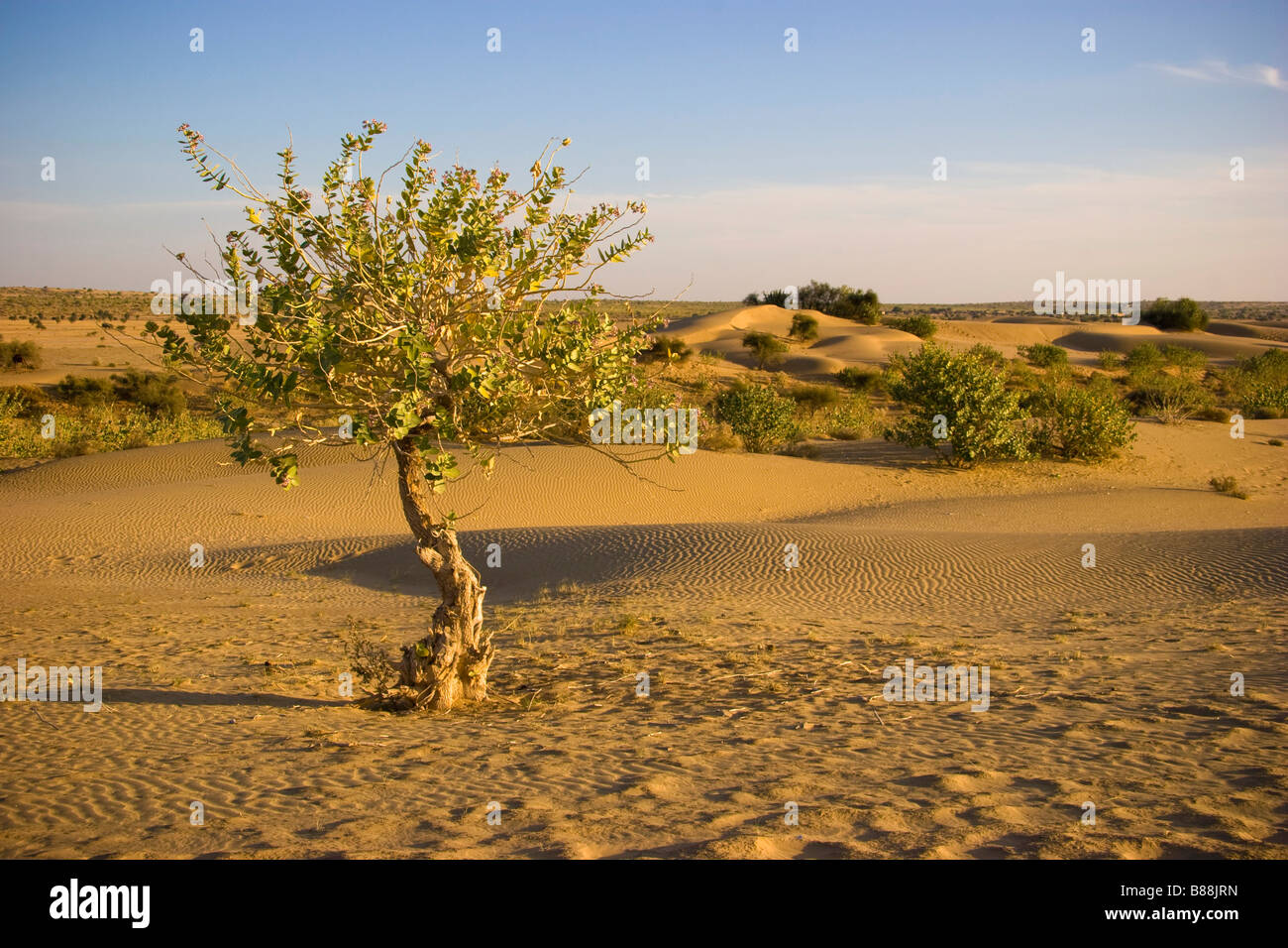 India desert plant hi-res stock photography and images - Alamy