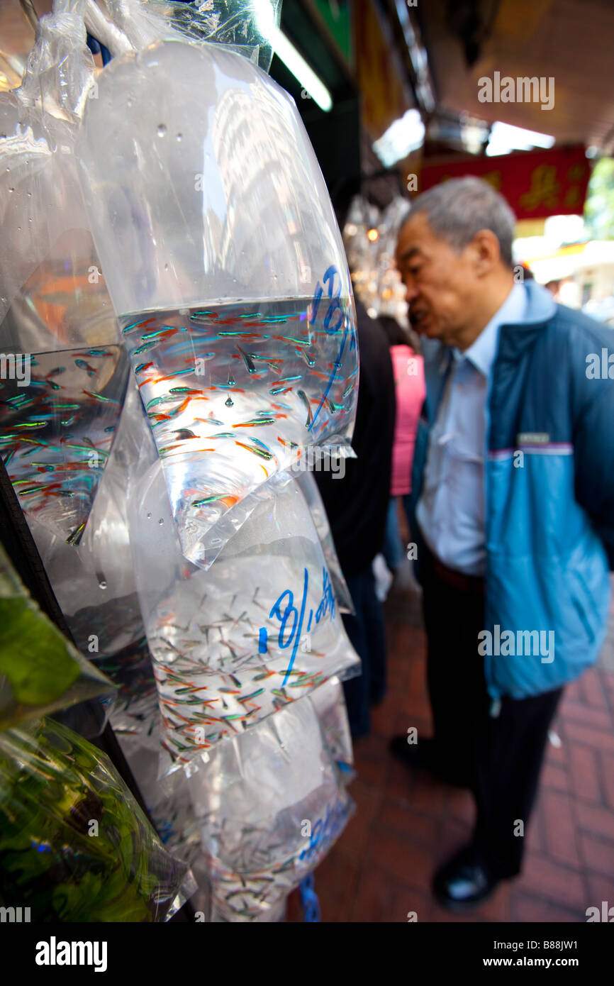 Tung Choi Street [otherwise known as "Fish Street"] is located in ...