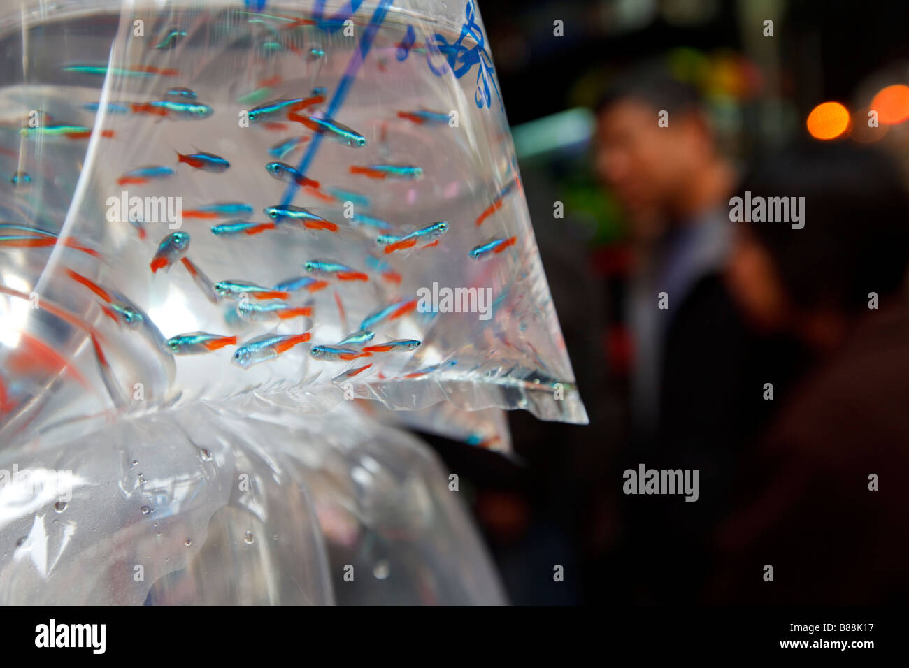 Tung Choi Street [otherwise known as "Fish Street"] is located in ...