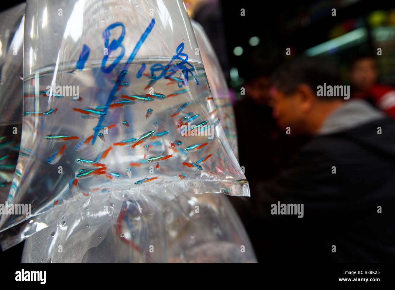 Tung Choi Street [otherwise known as "Fish Street"] is located in ...