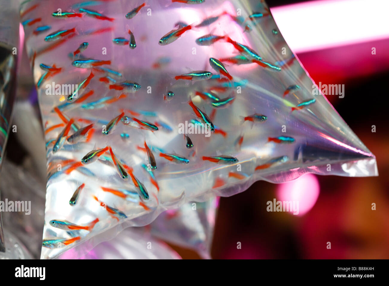 Tung Choi Street [otherwise known as "Fish Street"] is located in ...