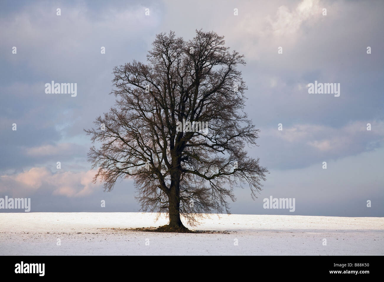 Oak tree in winter snow near Cranbrook Kent UK Stock Photo - Alamy