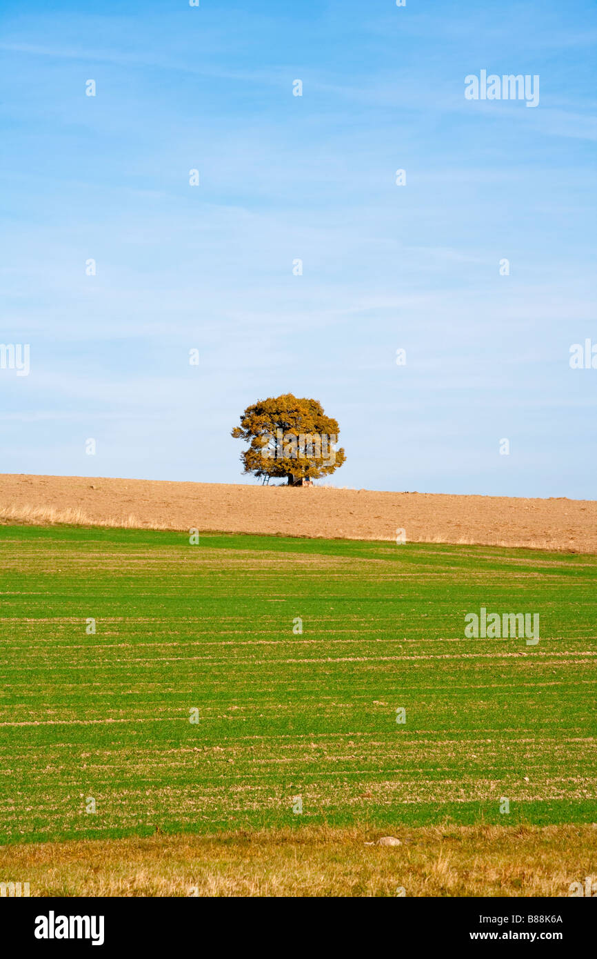 Field lone tree hi-res stock photography and images - Alamy