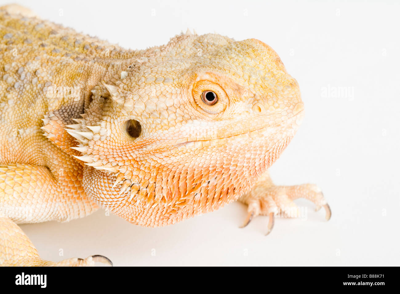 Pogona Henrylawsoni High Resolution Stock Photography and Images - Alamy
