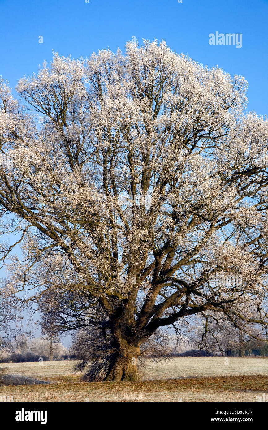 Frosted oak tree in winter frost Goudhurst Kent UK Stock Photo - Alamy