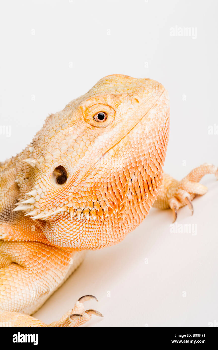 Bearded dragoon hi-res stock photography and images - Alamy