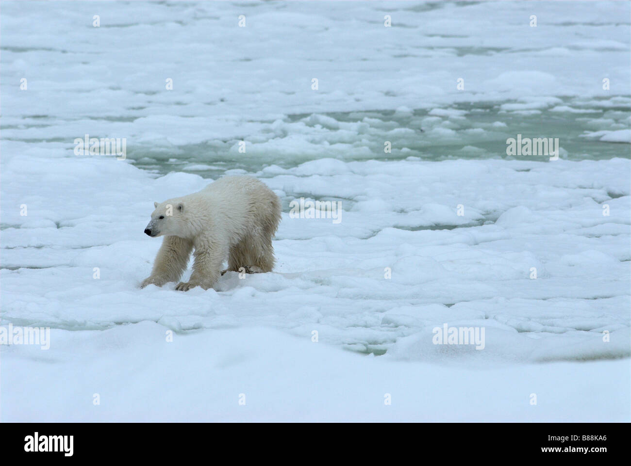 A young polar bear tests the freezing sea ice near Churchill, Canada ...