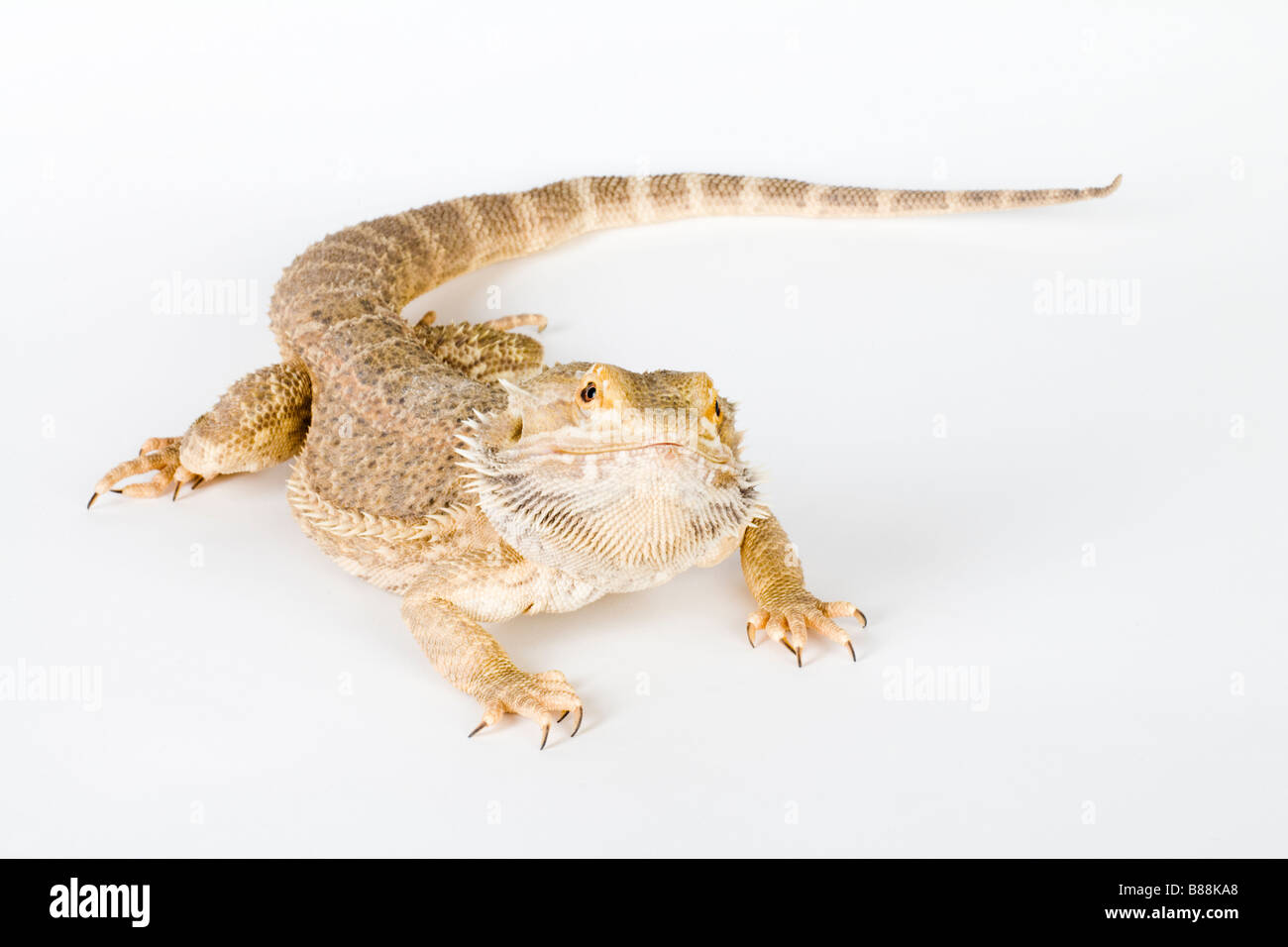 Pogona henrylawsoni hi-res stock photography and images - Alamy