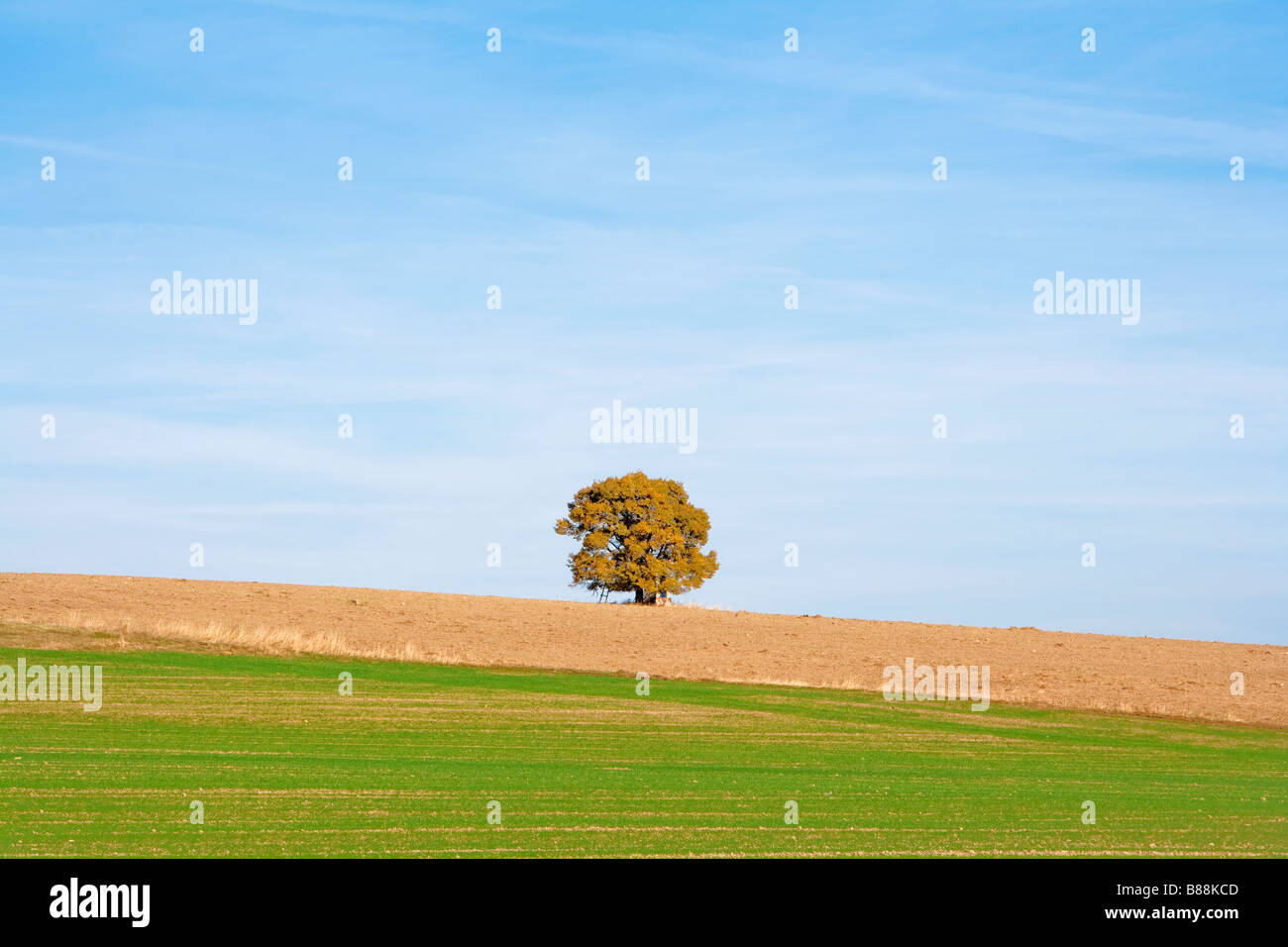 LONE TREE IN A FIELD Stock Photo - Alamy