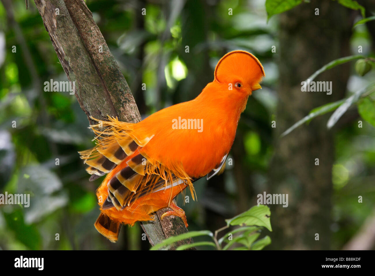 Guianan Cock of the Rock (Rupicola rupicola), male Stock Photo - Alamy