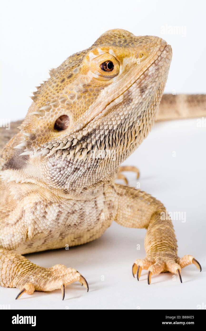 Bearded dragoon hi-res stock photography and images - Alamy