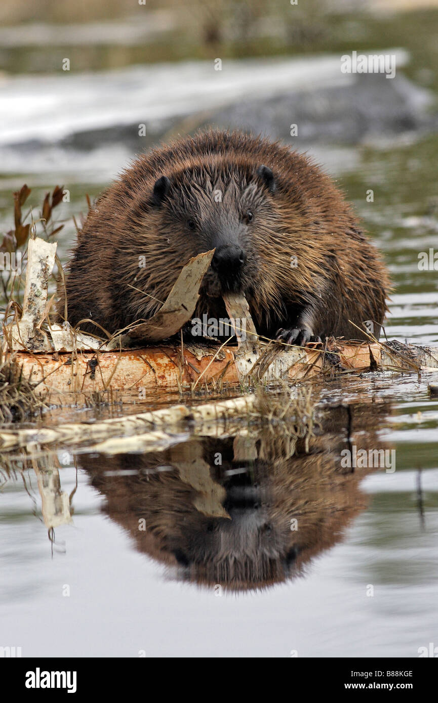 Beaver eating tree hi-res stock photography and images - Alamy