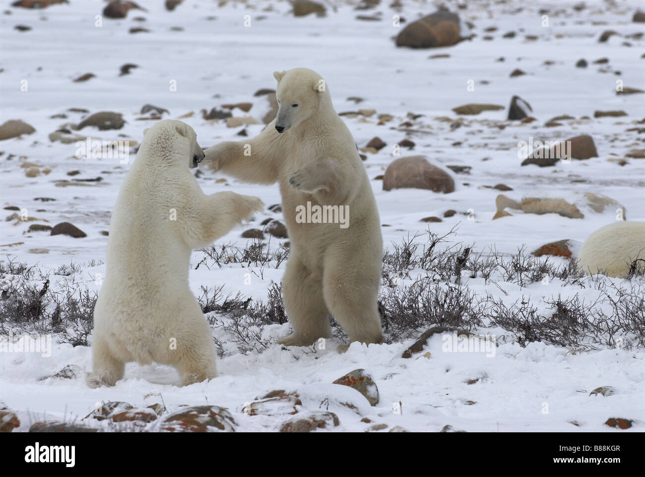 Two young male polar bears sparing on the frozen tundra of Wapusk ...