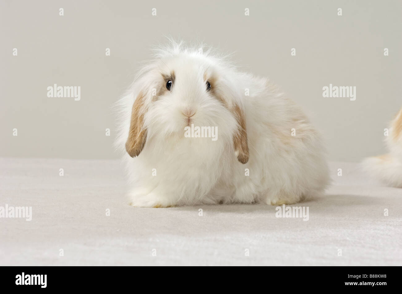 young dwarf rabbit - cut out Stock Photo - Alamy