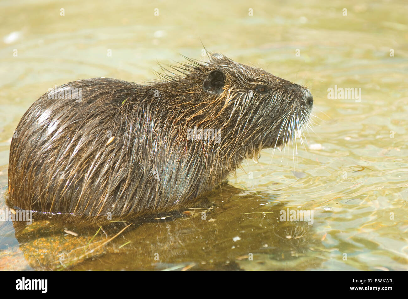 beaver in water Stock Photo - Alamy