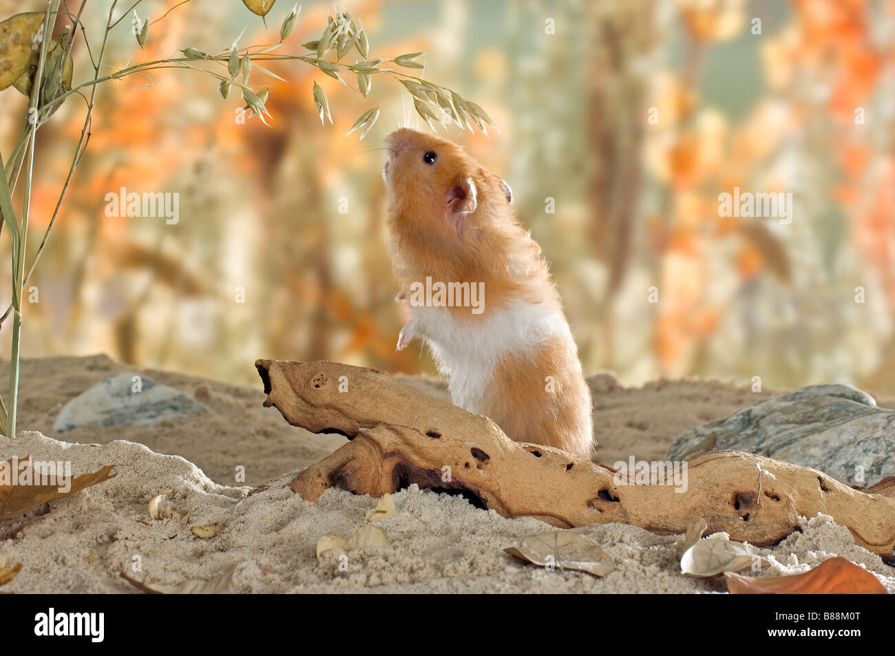 Golden hamster standing upright under ripe oats Stock Photo - Alamy