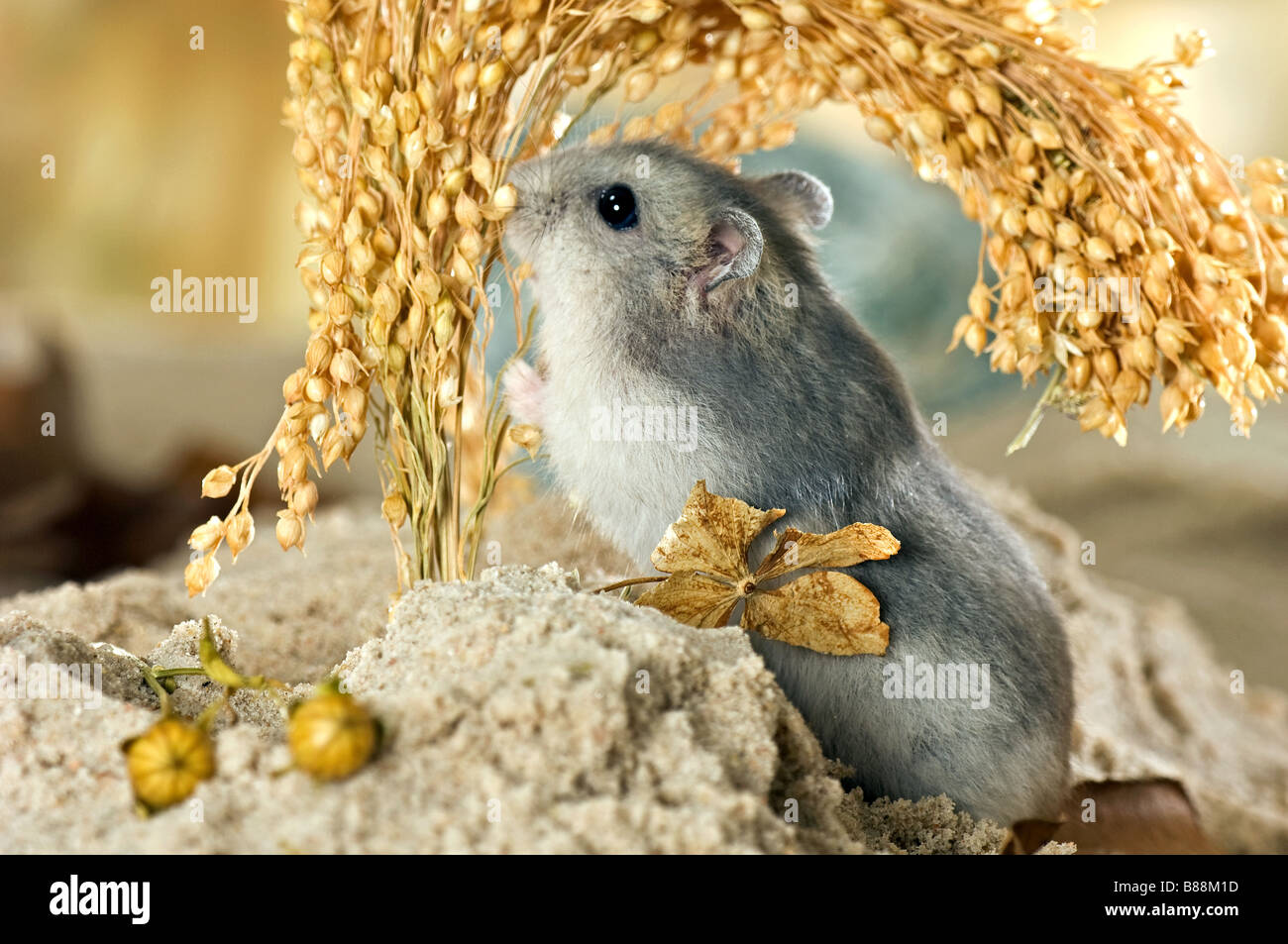 Common hamsters hi-res stock photography and images - Alamy