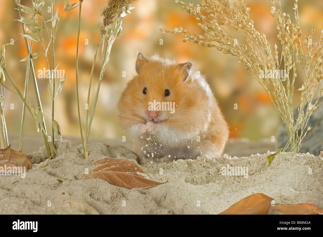 Golden hamster sand hi-res stock photography and images - Alamy