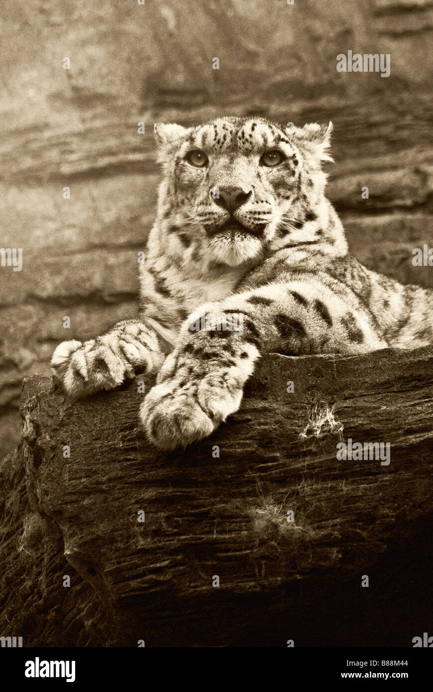 A beautiful snow leopard is laying down on a large boulder Stock Photo ...
