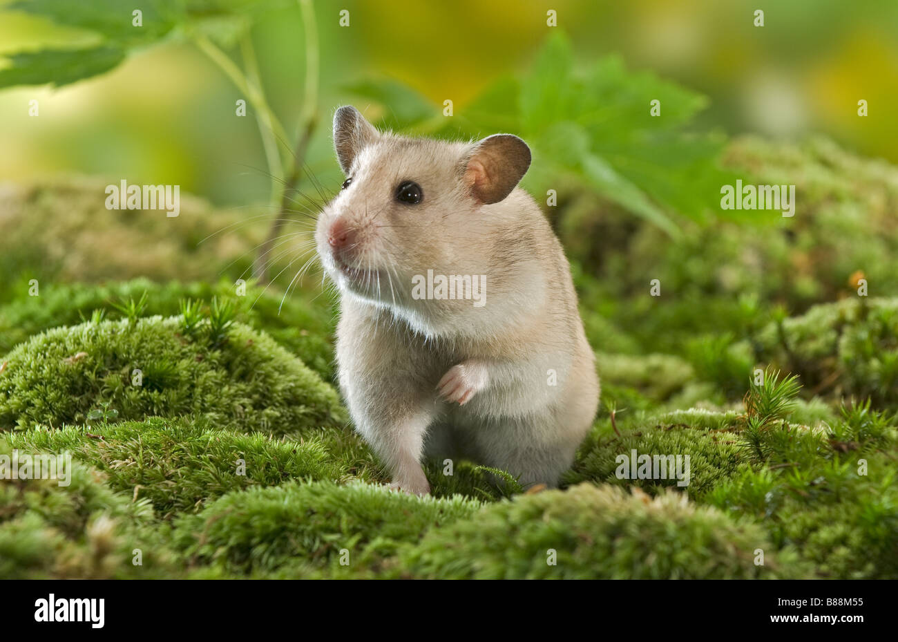 Beige hamster hi-res stock photography and images - Alamy