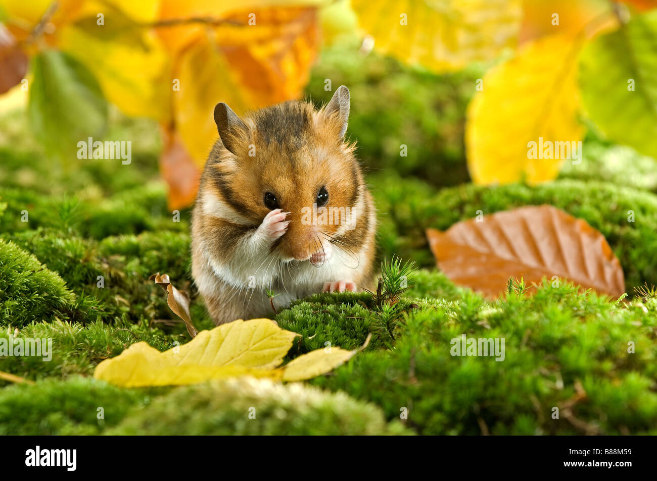 Golden hamster cleaning itself Stock Photo - Alamy