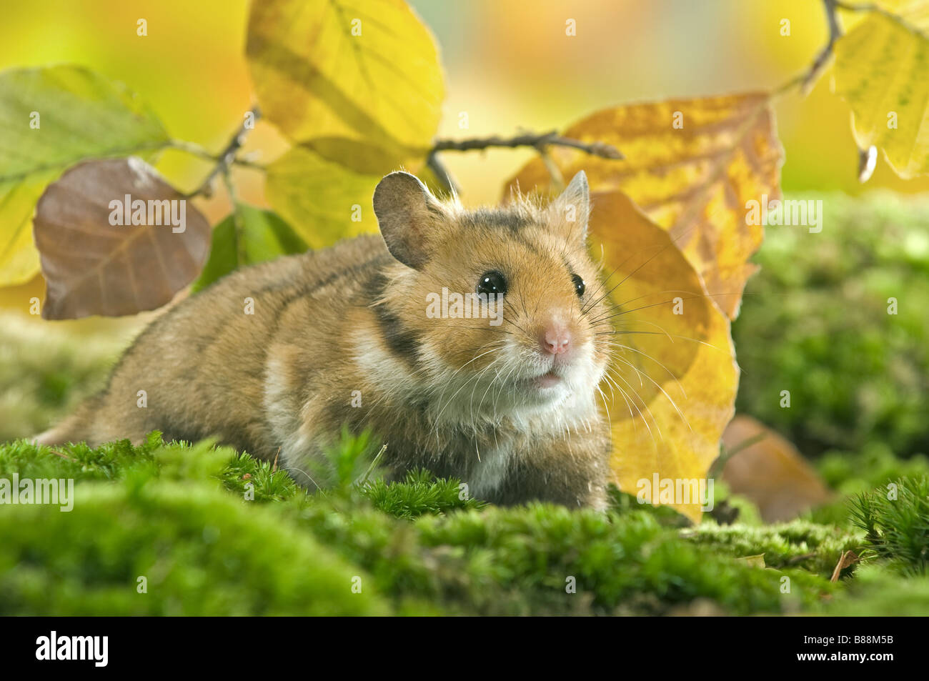 Golden hamster on moss Stock Photo - Alamy