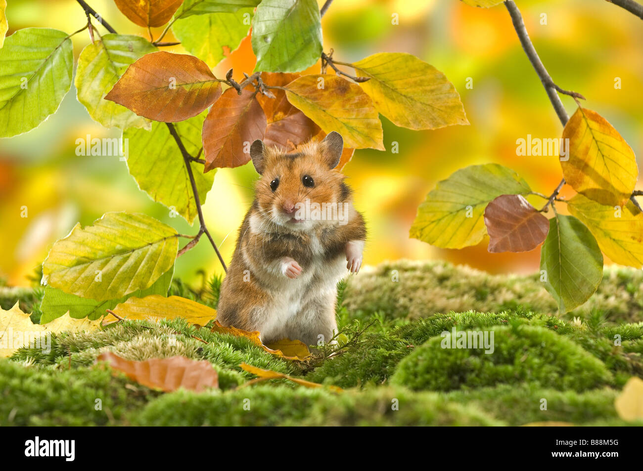 Golden hamster on moss Stock Photo - Alamy