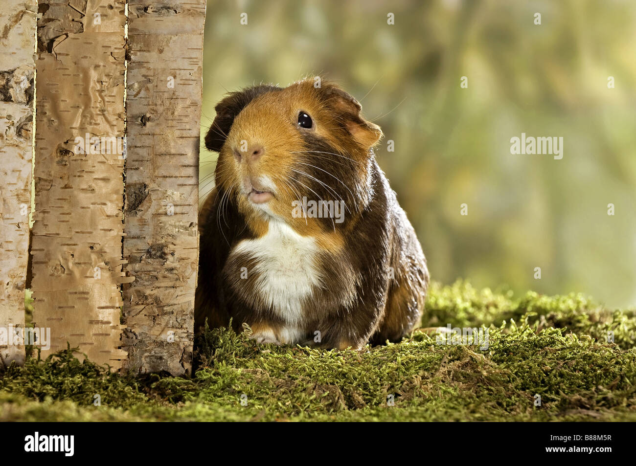 Smooth stand hi-res stock photography and images - Alamy