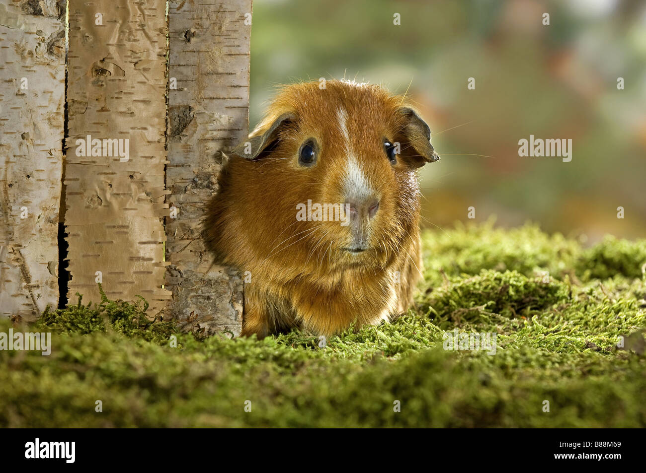 Satin guinea pig hi-res stock photography and images - Alamy