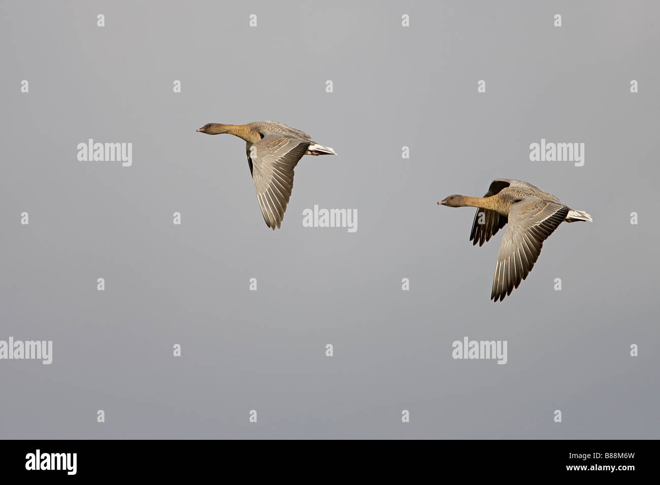 PINK FOOTED GOOSE Anser brachyrhynchus pair in flight Lancashire UK ...