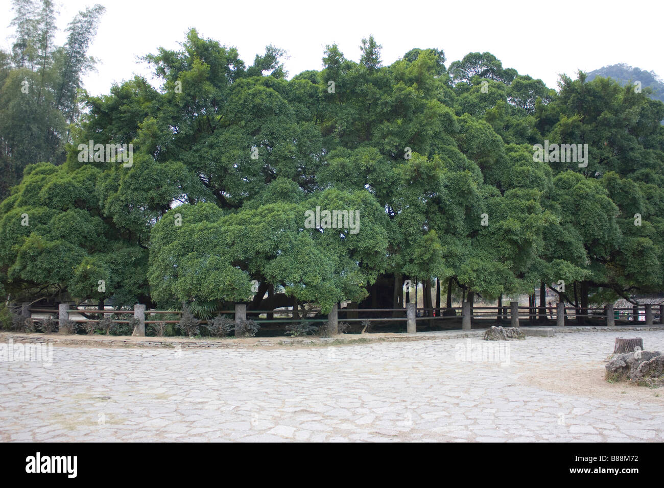 The Banyan Tree Park at Yangshuo China Stock Photo - Alamy